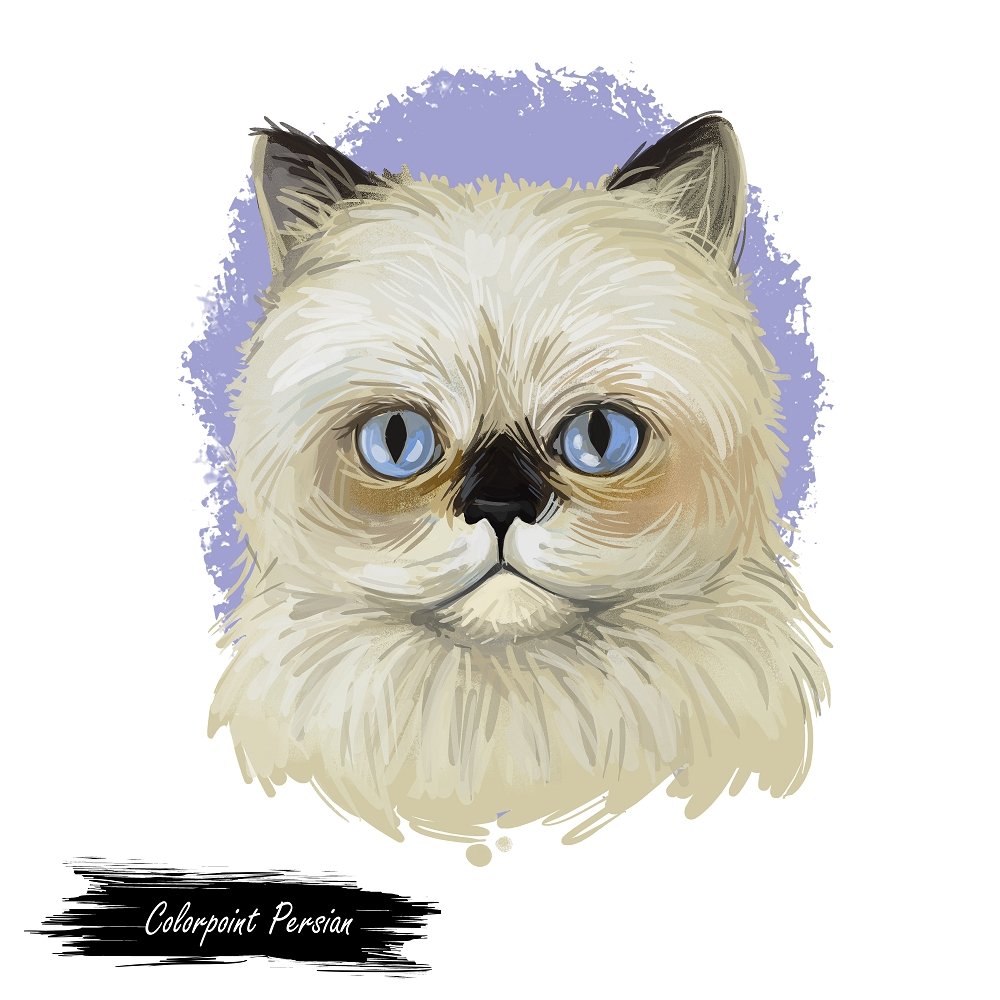 Colorpoint Persian Kitten Portrait Fabric Panel