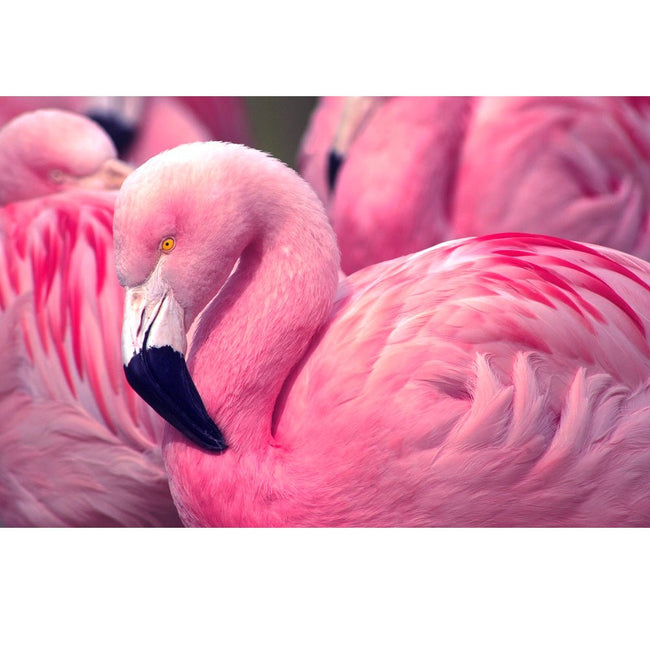 Realistic Pink Flamingos Fabric Panel