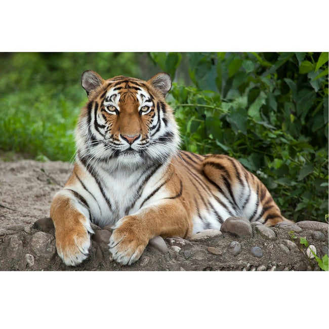 Realistic Siberian Tiger Fabric Panel